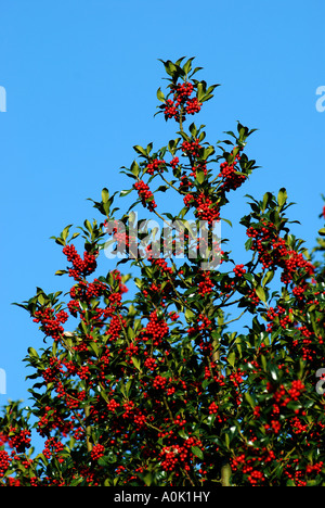 HOLLY BUSH [ILEX AQUIFOLIUM ] WITH MANY RED BERRIES Stock Photo - Alamy