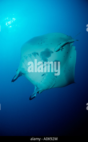 Manta ray, Manta birostris, Maldives Island, Indian Ocean, Ari Atol ...