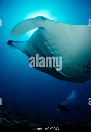 Manta ray and Diver, Manta Birostris, Maldives, Indian Ocean, Meemu ...