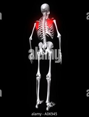 scapula highlighted red on human skeleton Stock Photo - Alamy