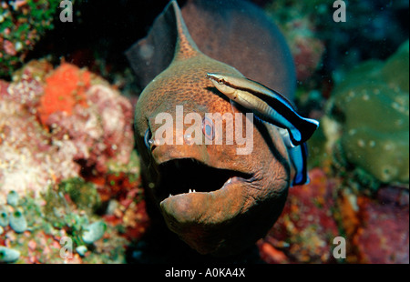 Cleaner wrasse cleaning Yellow-margined moray, Labroides dimidiatus ...