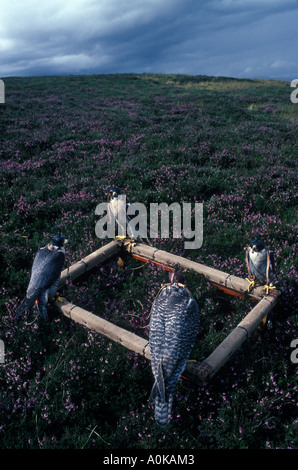 Hooded Peregrine Falcons sit on a Cadge and wait their turn to be flown ...