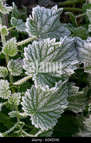 Frost on plants. Nettles in the frost close-up Stock Photo - Alamy