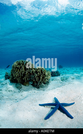 Blue starfish (blue Linckia laevigata Stock Photo - Alamy