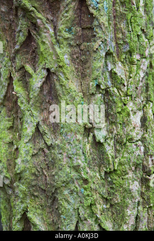 Sambucus nigra bark Stock Photo - Alamy