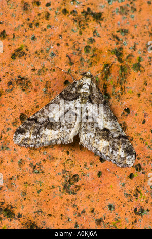 Spring Usher Moth (Agriopis leucophaearia) Insecta Stock Photo - Alamy