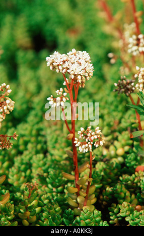 white stonecrop (Sedum album Stock Photo - Alamy
