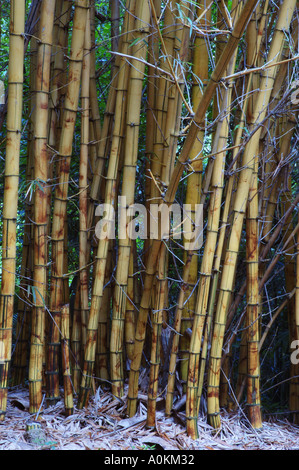 Brown yellow Bamboo Vitatta scientific name Bambusa Vulgaris ...