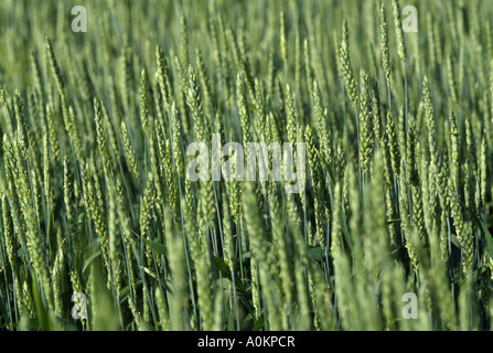WHEAT HEADS JUST PAST BOOT STAGE ILLINOIS Stock Photo - Alamy