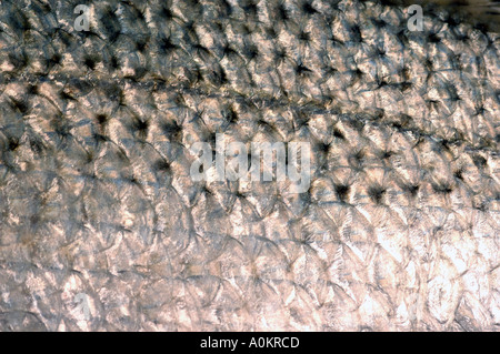 fish skin and scales texture dsca 0198 Stock Photo - Alamy