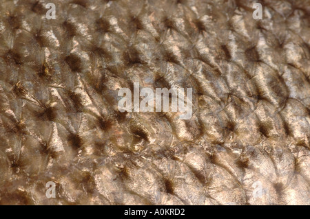 fish skin and scales texture dsca 0198 Stock Photo - Alamy