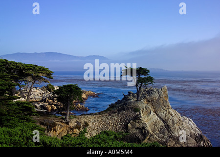 The iconic Lone Cypress tree (Cupressus macrocarpa) along the famous 17 ...