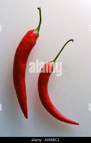 Two fresh red mexican chilies are isolated on white background with ...