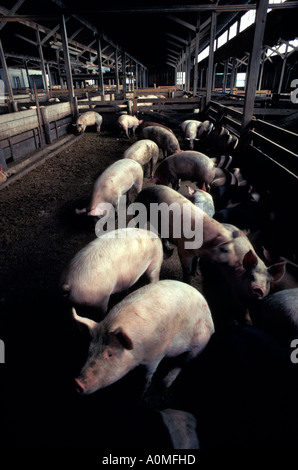 Beef cattle fatten in a feed lot at the SuKarne Lucero agropark meet ...