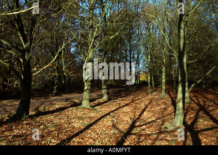 Autumn Landscape Headley Heath Surrey England Stock Photo - Alamy