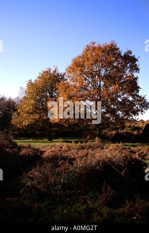 Ferns Autumn Landscape Headley Heath Surrey England Stock Photo - Alamy