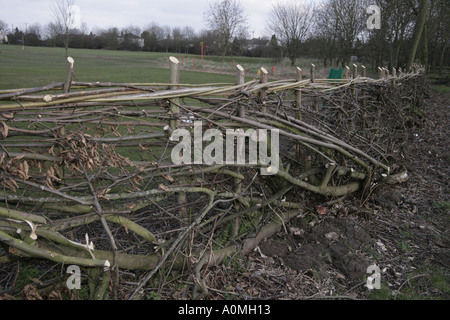 The traditional country craft of Midland Bullock style hedgelaying in ...