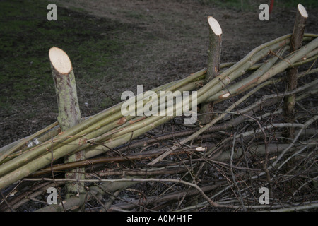 The traditional country craft of Midland Bullock style hedgelaying in ...