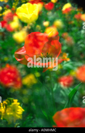 double exposure, abstract dreamy and blurred image of spring pink ...