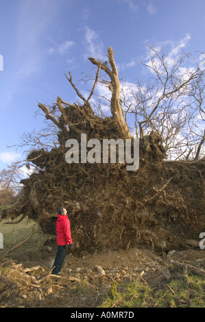 tree blown over in hurricane of 1987 has sprouted new vertical tree ...
