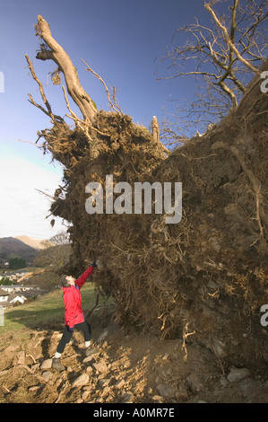 tree blown over in hurricane winds Stock Photo - Alamy