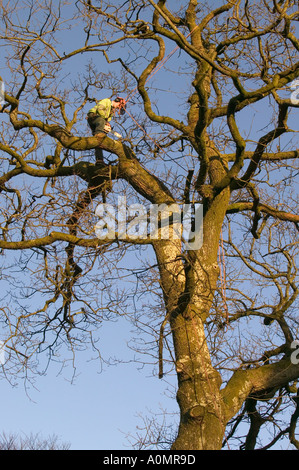 A tree surgeon uses a chain saw to cut off the branches of a tree ...