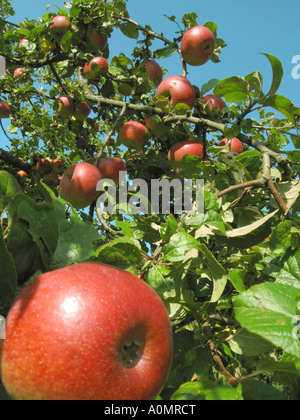 Apfel am Baum - apple on tree 12 Stock Photo - Alamy
