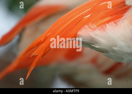 FLAMINGO; Ciconiiformes Phoenicopteridae Stock Photo - Alamy