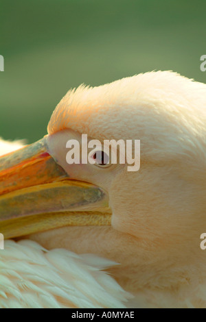 stork bird saint james park London Stock Photo - Alamy
