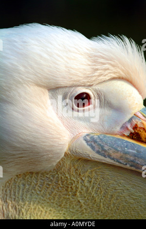 stork bird saint james park London Stock Photo - Alamy