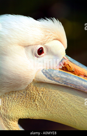stork bird saint james park London Stock Photo - Alamy