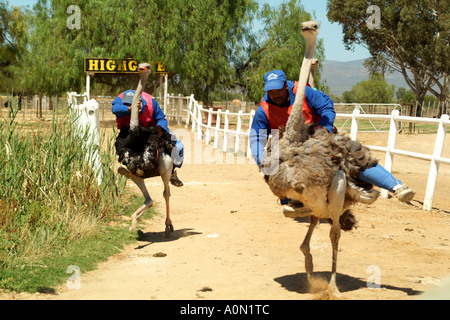Ostrich racing at Oudtshoorn in the Karoo region South Africa RSA Race ...