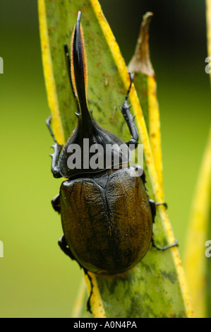 Hercules Beetle, Costa Rica, Central America Stock Photo - Alamy