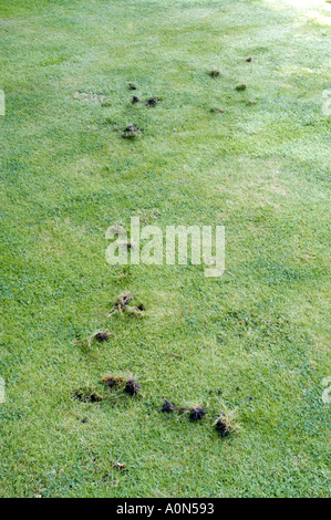 Badger damage to a lawn Stock Photo - Alamy
