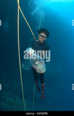 Tropical Fish Collector Stock Photo - Alamy