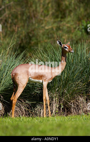 Female Black buck Stock Photo - Alamy