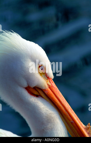 stork bird saint james park London Stock Photo - Alamy