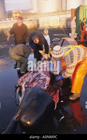 Division of pilot whale meat after traditional grindadrap or cull in ...
