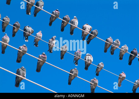 Pigeons congregating on telephone wires Stock Photo - Alamy