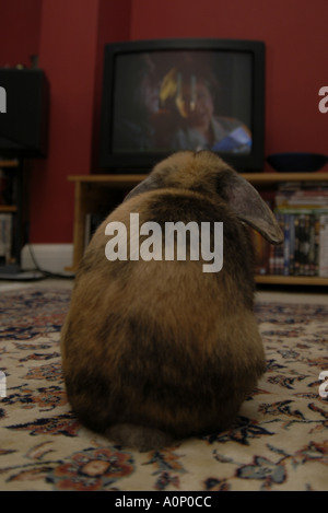 Rabbit watching TV Stock Photo - Alamy