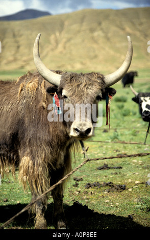 Domesticated Tibetan Yak on the Tibetan Plateau in Tibet Stock Photo ...