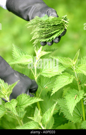 Picking stinging nettles to cover Cornish Yarg Cheese Lynher Dairies ...