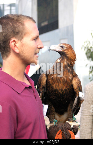 Wedge-tailed Eagle with a bird handler, Melbourne, Australia Stock ...