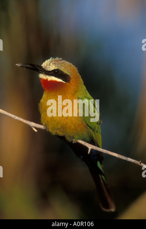 White-fronted Bee-Eaters (Merops bullockoides) at nesting holes in a ...