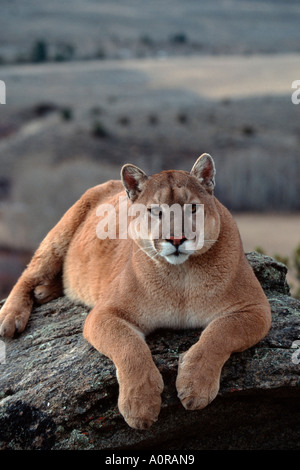 Cougar / Mountain Lion / Silberloewe / Puma Stock Photo - Alamy