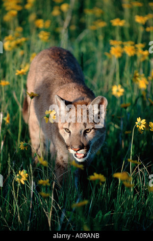Cougar / Mountain Lion / Silberloewe / Puma Stock Photo - Alamy