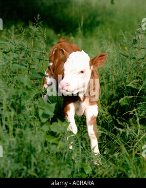 Cattle / Hinterwaelder Rind Stock Photo - Alamy