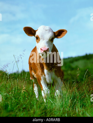 Cattle / Hinterwaelder Rind Stock Photo - Alamy