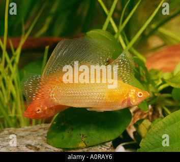 Giant sailfin molly, Sail-fin molly, Red sailfin molly, Yucatan Molly ...