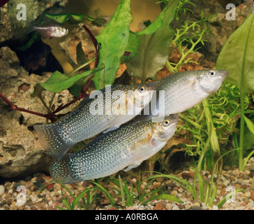 Giant sailfin molly, Sail-fin molly, Red sailfin molly, Yucatan Molly ...